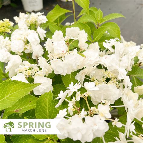 Wedding Gown™ Hydrangea Hydrangea Macrophylla Dancing Snow Shepherdssupply