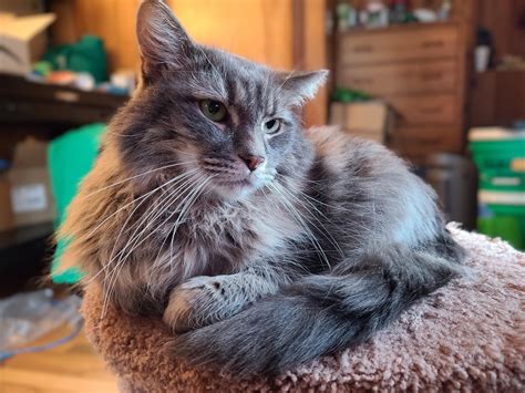 Fluff Butt Album On Imgur Fluff Butt Album On Imgur