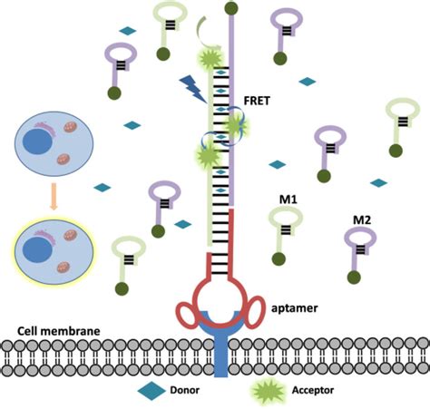 Schematic Illustration Of Construction Of Fluorescent Dna Nanodevices Download Scientific