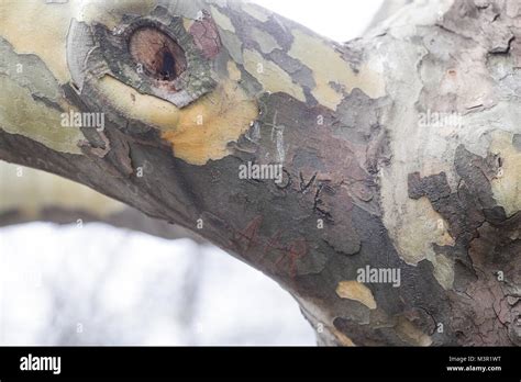 Letters And Symbols Engraved On A Trees Bark Stock Photo Alamy