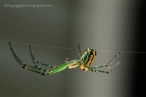 Up Close And Creepy How To Take Macro Photos Of Bugs