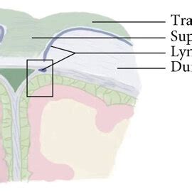 Diagram Of The Circulation Of The MLV Download Scientific Diagram