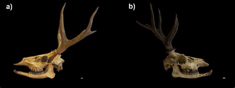 Two Cervidae Skulls Collected By Sellow A Blastoceros Dichotomus