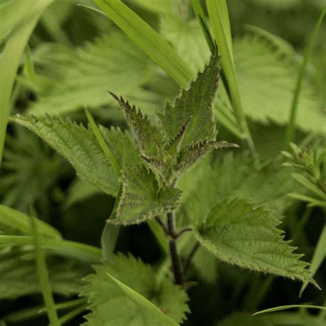 Stinging Nettle Urtica Dioica How To Find Identify And Use