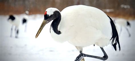 Definitive Guide To Blue Crane Facts Habitat Conservation Status Zoo