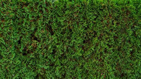 Green Grass Background Texture Top View Premium Photo