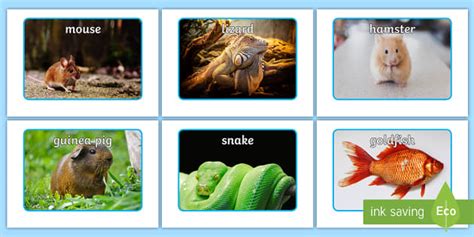 👉 Pets Display Photos Teacher Made Twinkl