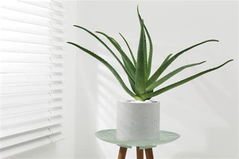 Какие цветы должны быть дома обязательно названия и фото полезных комнатных растений