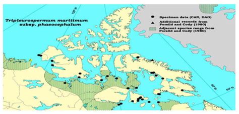 The Genus Tripleurospermum Sch Bip Encyclopedia Mdpi