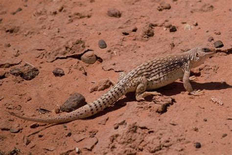 Desert Iguana Free Photo On Pixabay