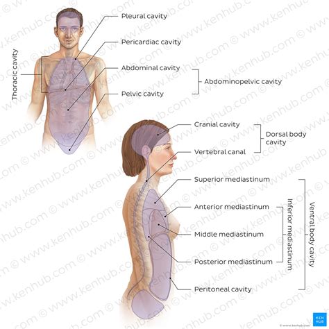 Posterior Anterior Superior Inferior