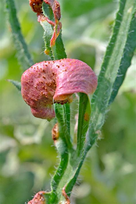 Uromyces Savulescui Plant Parasites Of Europe