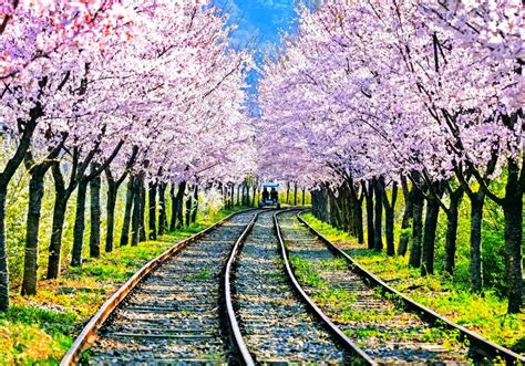 Cẩm Nang Du Lịch Đảo Nami Hàn Quốc Tự Túc Klook Blog