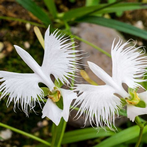 Strange Flowers