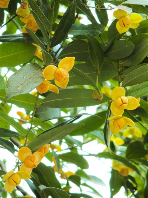 ផ្ការំដួល Flowers Fragrant Plant Fragrant Flowers