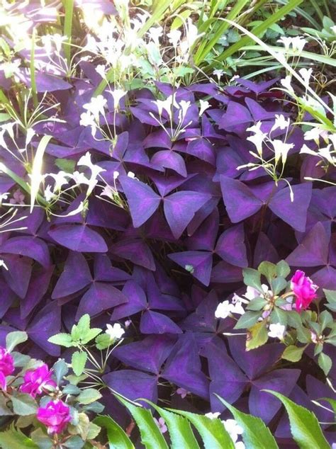 Oxalis Triangularis Wood Sorrel Purple Shamrock Bulbnot Plant Us