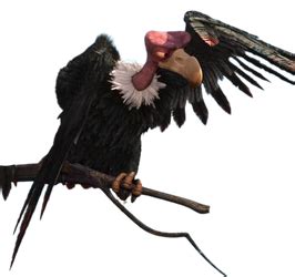 Naufalisback Hobbyist Deviantart