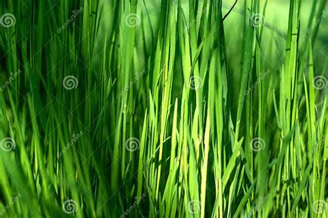 Green Grass Close Up Front View Texture Of Green Color From Natural