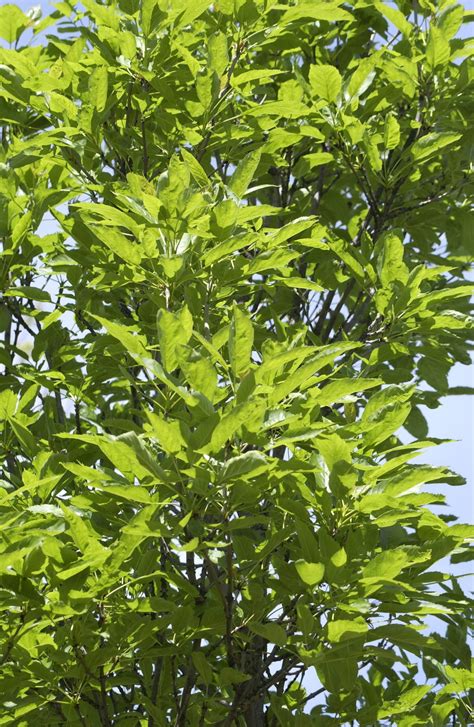 Fraxinus Excelsior Diversifolia Eenbladige Es Van Den Berk Boomkwekerijen