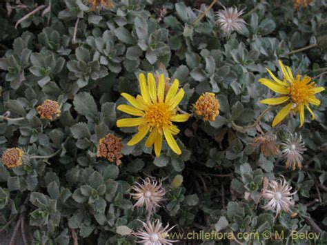 Descripción E Imágenes De Haplopappus Sp 1462 Una Planta Chilena