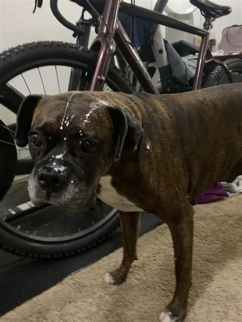 Happy Birthday Lulu R Boxers