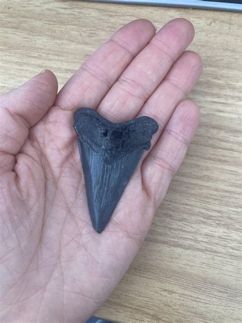 Need Help To Id I Suspect C Angustidens R Sharkteeth