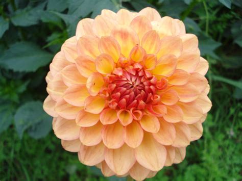 Rural Waitohi Daveygardens