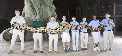 The Longest Largest Snakes Top 10