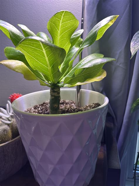 Yellow Leaf Tips On Hawaiian Palm R Houseplants