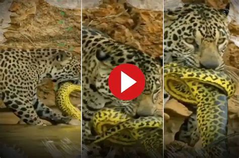 Viral Video Jaguar Spots Python While Drinking Water Watch What