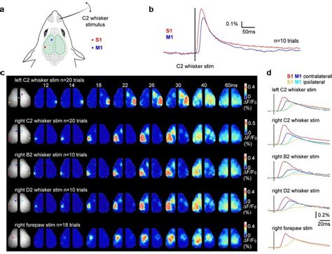 Bilateral Vsdi Of Somatosensory Cortical Responses To Tactile Download Scientific Diagram