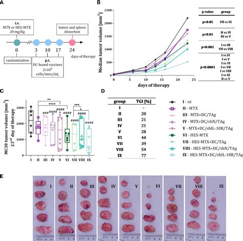 Frontiers Combined Therapy With Methotrexate Nanoconjugate And