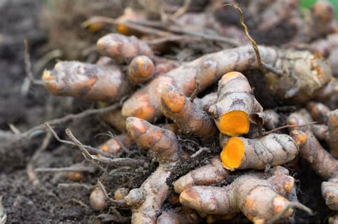 How To Grow And Care For Cucurma Plant Plantly