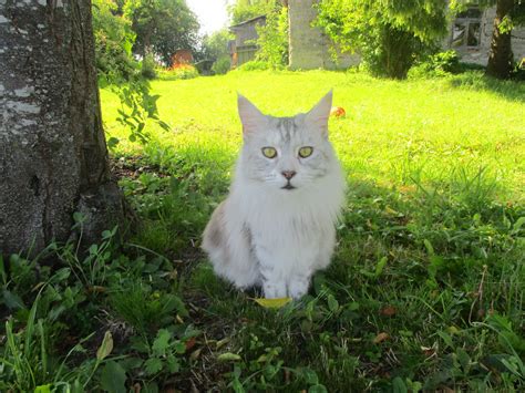 Adele In Sunlight Old Photo Summer 2017 Adele Is Still W Flickr