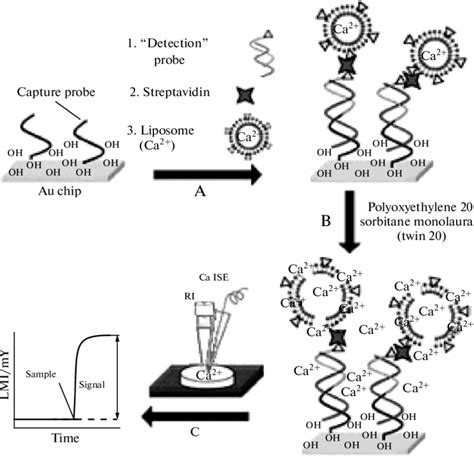 Representation Of The Potentiometric Detection Of Dna Hybridization