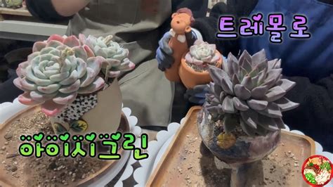 얼큰이 아이시그린echeveria Ice Green과 뾰족뾰족한 트레몰로tremolo를 식재하면서 신이났다 왜 통통하니까~ 빈이는 왜 다육이를 좋아하게