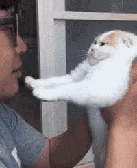 Cats Kiss  Cats Kiss Kissing  탐색 및 공유