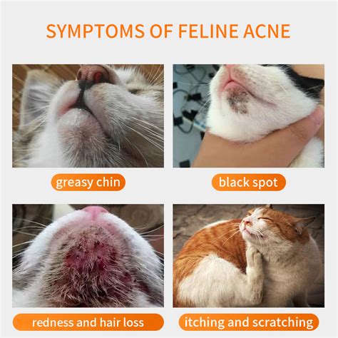 Puainta Black Chin Cleanser For Cat Cleaning Greasy Oily Tail Feline