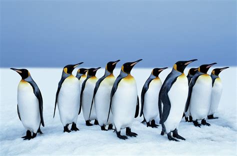 Linux Kernel 66 Is The Next Long Term Support Release Software News