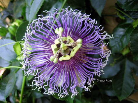 Picture And Description Of Passiflora Edulis