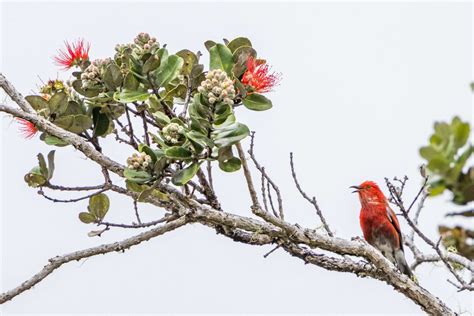 Big Island Birding Tours Hawaii Birdwatching Tour