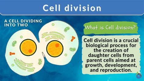 Process Of Cell Division Diagram Meiosis Ii
