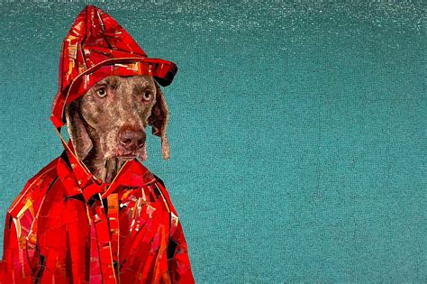 Artist William Wegmans Weimaraners Brighten Up Nycs 23rd Street