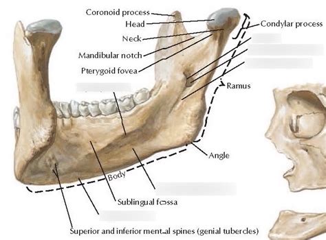 Mylohyoid Groove Anesthetic Efficacy Of The Mylohyoid Nerve Block And