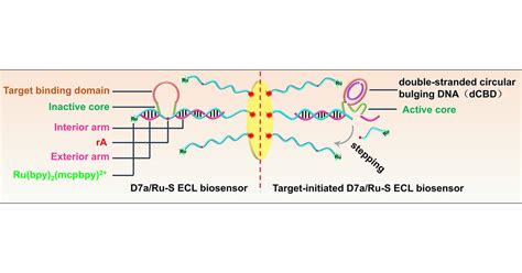 Electrochemiluminescence Biosensor Based On A Self Protected Dnazyme