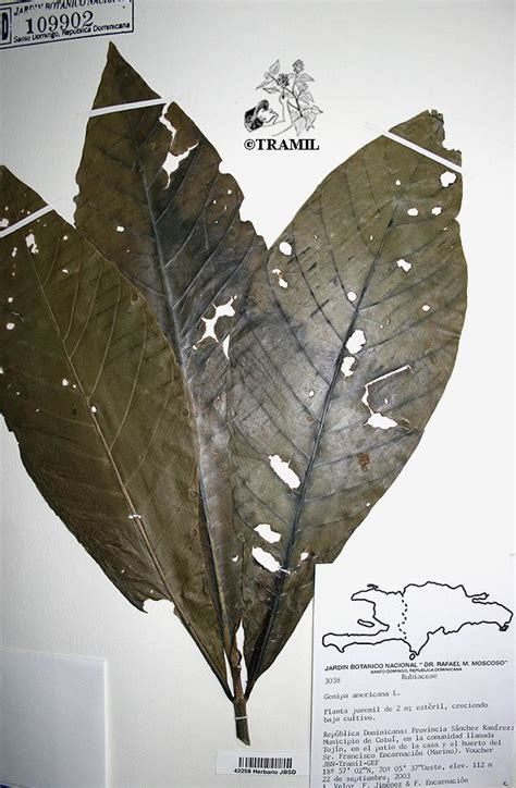 Genipa Americana Tramil