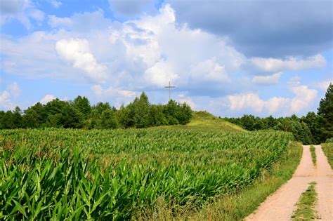 풍부한 필드와 숲으로 둘러싸인 높이 언덕의 상단에 큰 나무 십자가 서 조밀한 잔디도 언덕 및 현장 위에 흐린 여름 하늘 아래 옥수수의 전체 0명에 대한 스톡 사진 및 기타