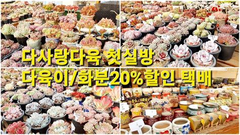 다사랑다육 첫실방 다육이화분20세일 택배 010 8420 6530 Youtube