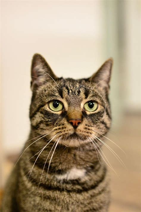 He Is An Asshole But He Looks Really Cute R Cats