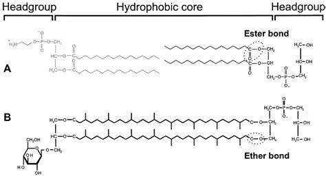 Lipids From Archaea And Bacteria A Bilayer Forming Lipids In 1ab